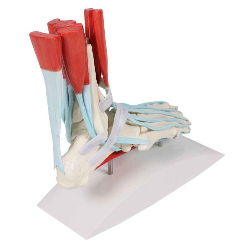 Squelette du pied avec ligaments – Erler-Zimmer 6052