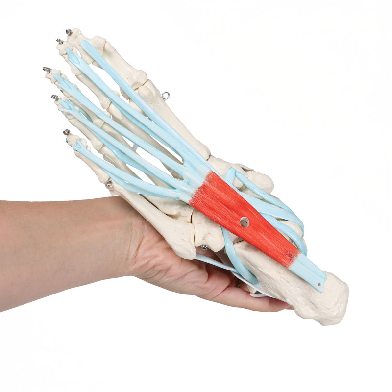 Squelette du pied avec ligaments – Erler-Zimmer 6052