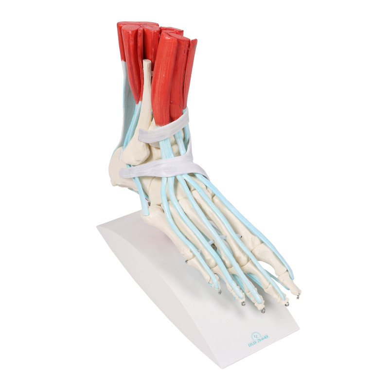 Squelette du pied avec ligaments – Erler-Zimmer 6052
